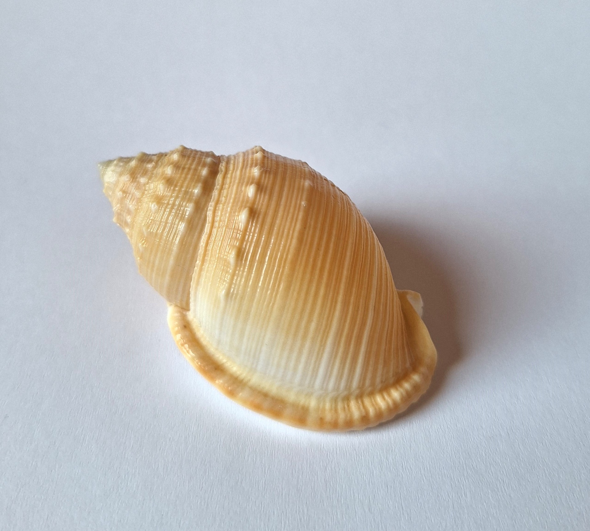 Echinophoria bituberculosa :: SHELLS FOR YOU.CZ